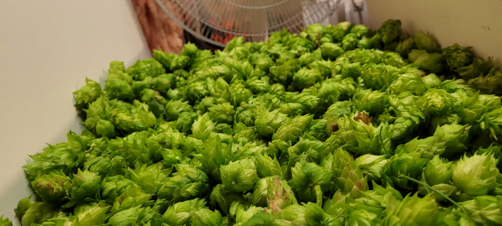 Redvine Red IPA - Sui Generis Brewing